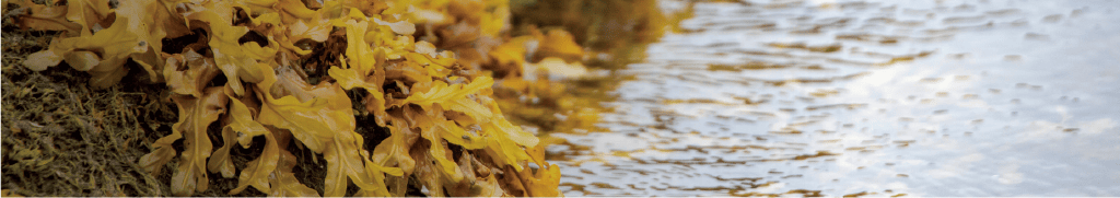 Forms & Resources – Chenega Future, Inc